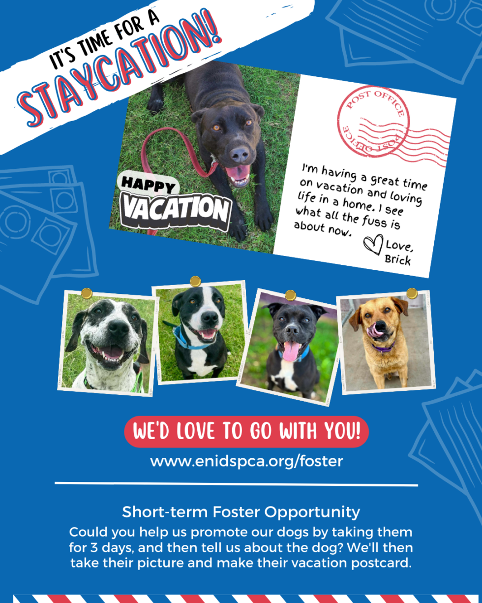 Foster A Pet | Enid SPCA